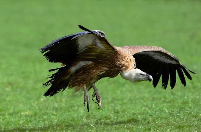 Vier Tipps für Pleitegeier